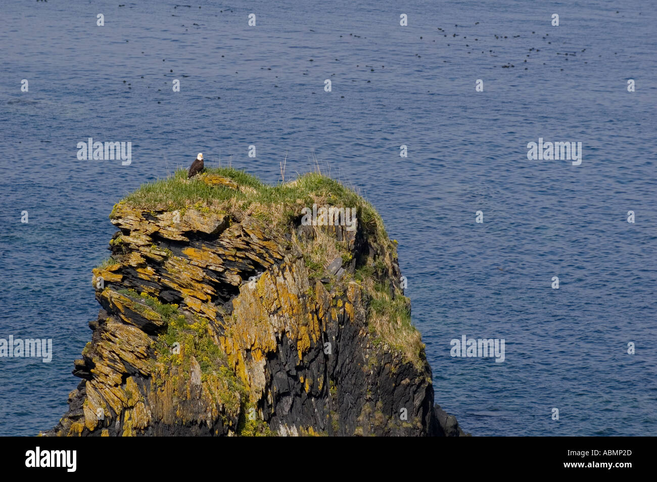 Alaska kodiak bird hi-res stock photography and images - Alamy