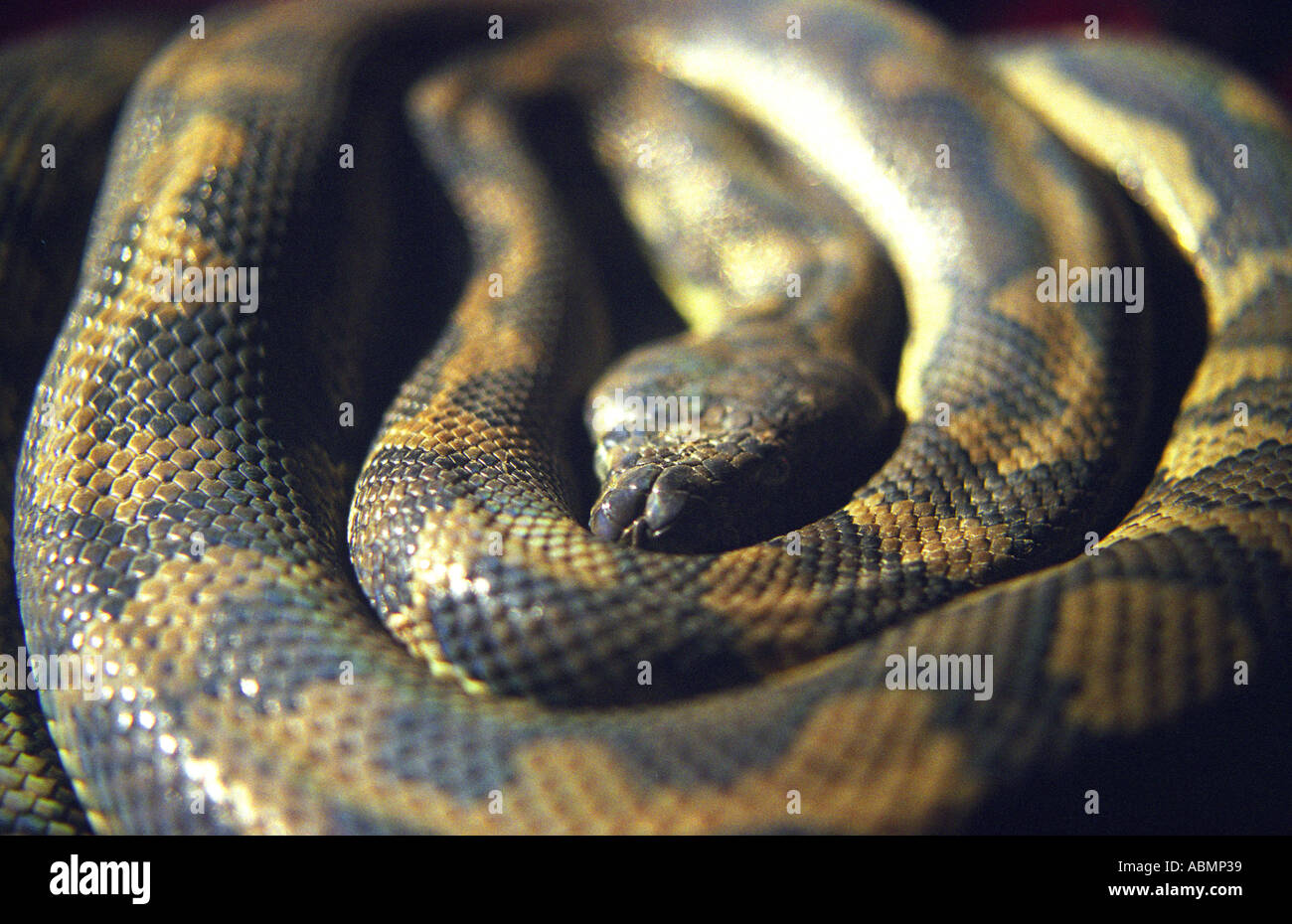 a diamond python snake coiled up asleep on laptop on the kitchen table ...