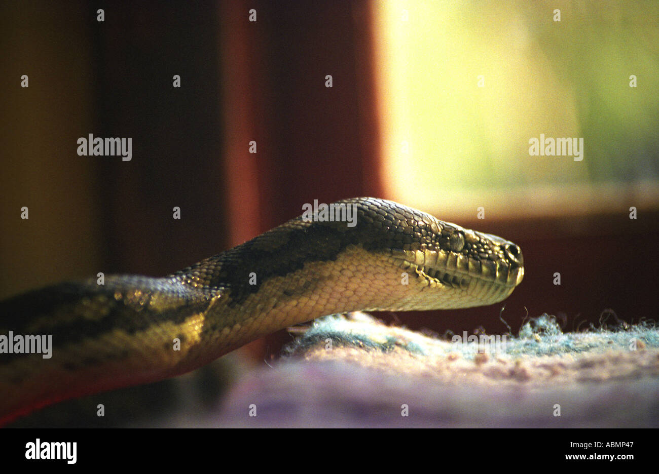 Australian diamond snake hi-res stock photography and images - Alamy
