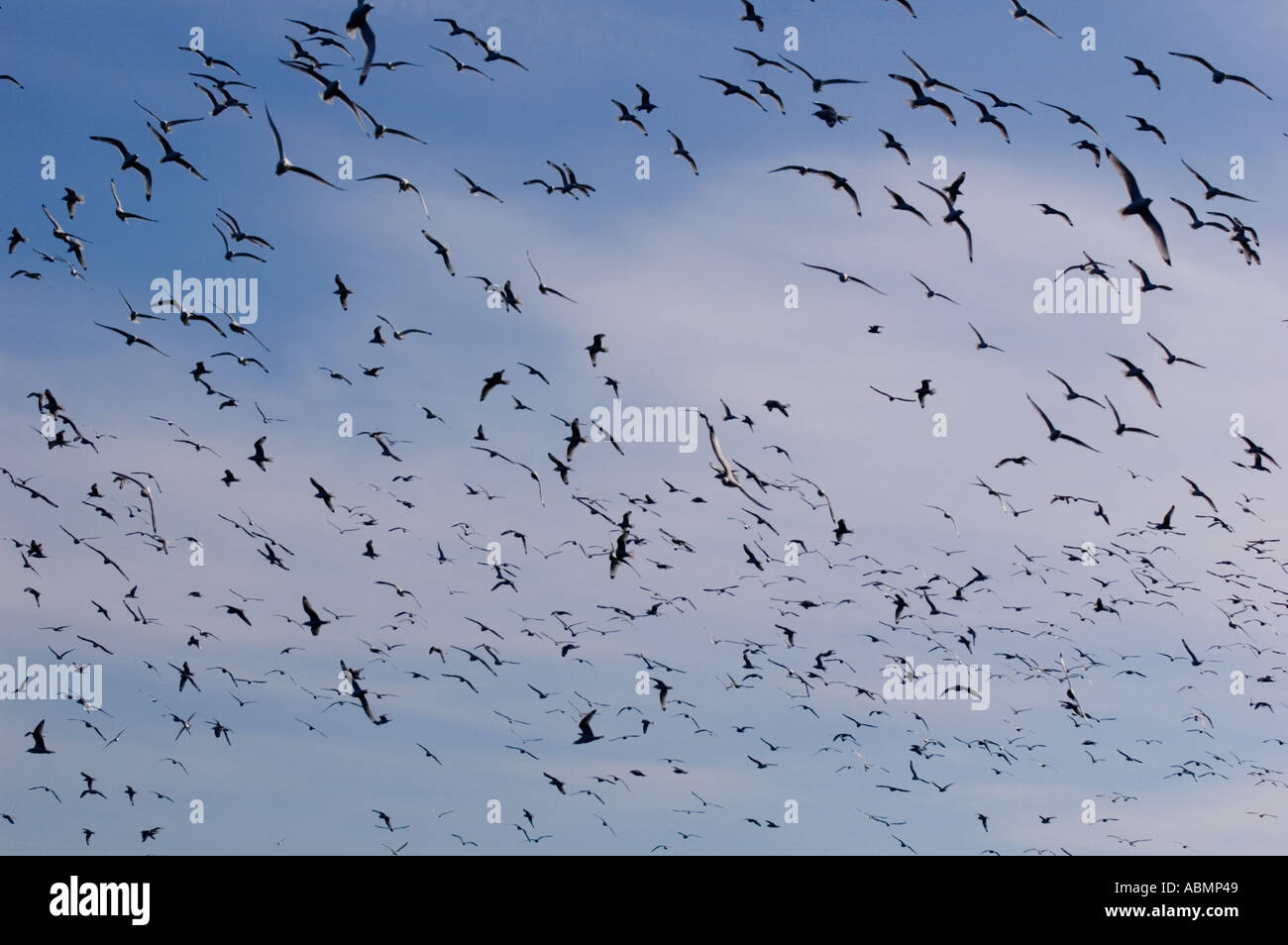 Alaska, Kodiak, Flock of seabirds Stock Photo - Alamy