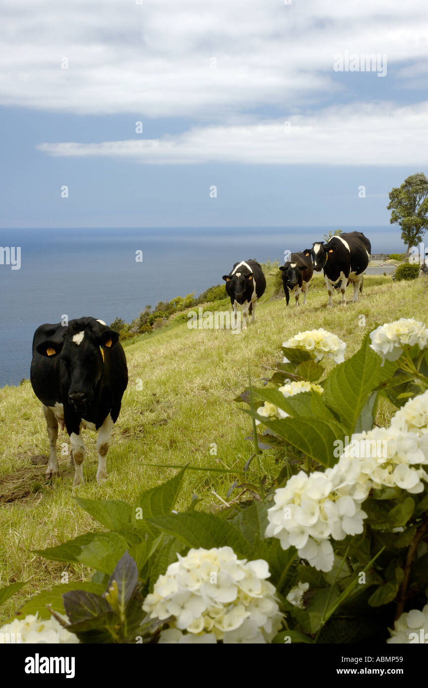 Azores hydrangea farm hi-res stock photography and images - Alamy