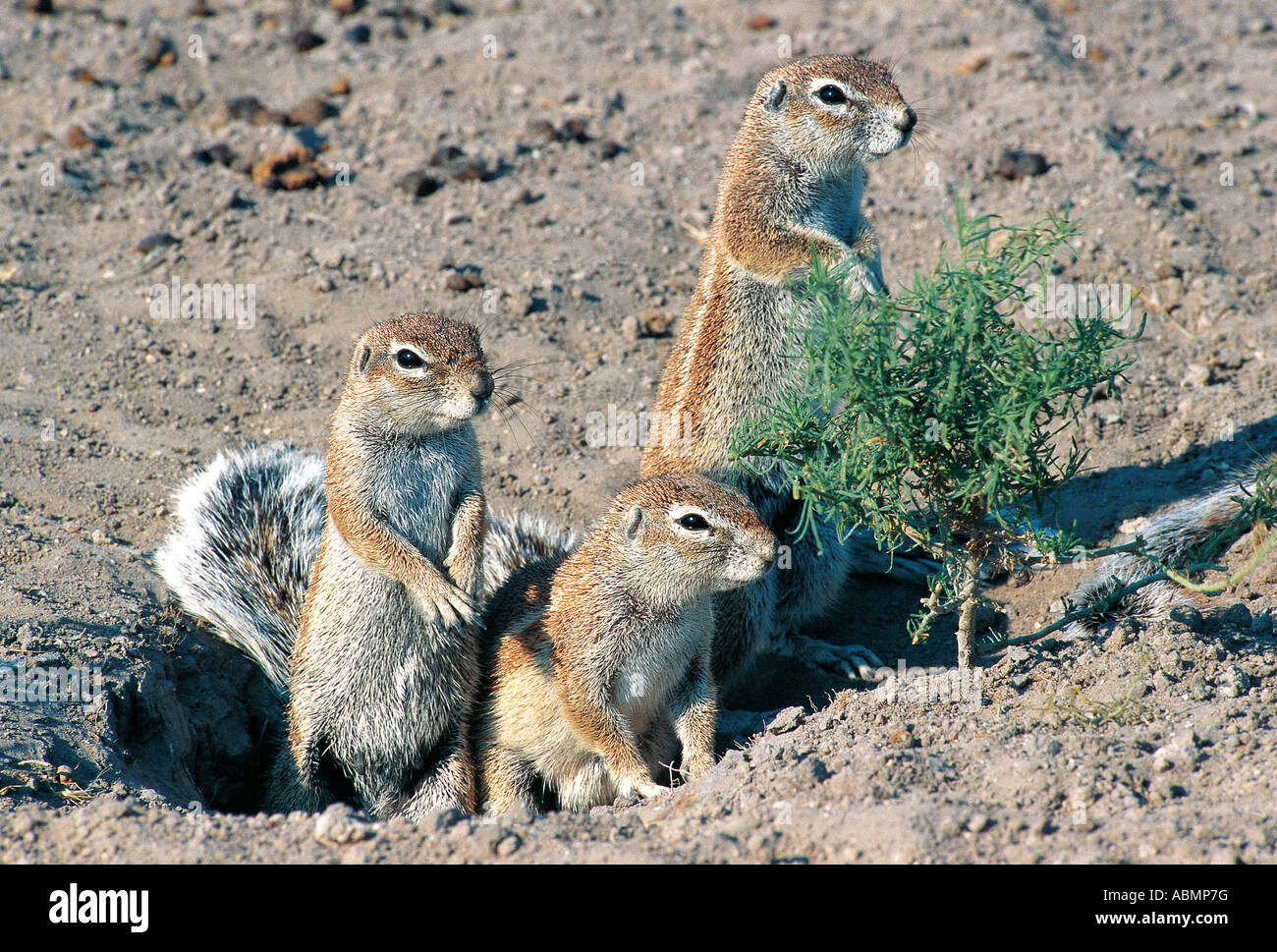 Three striped ground squirrels hi-res stock photography and images - Alamy