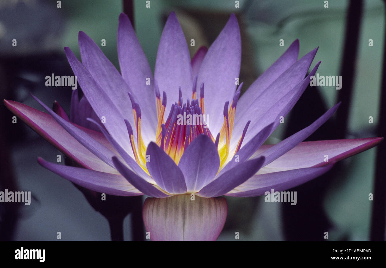 Water lily nymphaea tina hi-res stock photography and images - Alamy