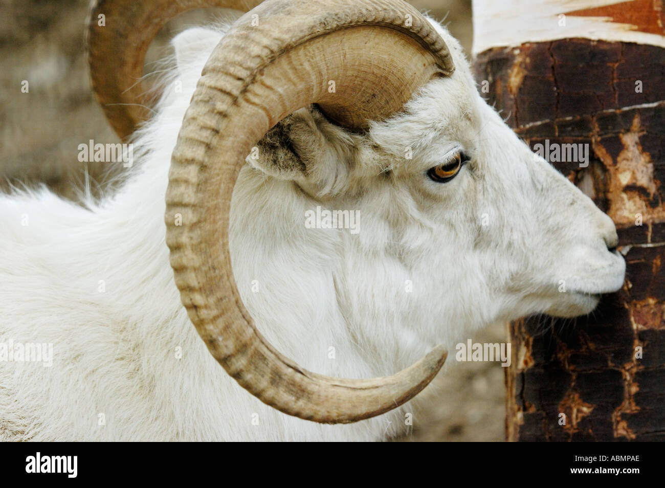 Alaska, Anchorage, Dall sheep, Alaska Zoo Stock Photo - Alamy
