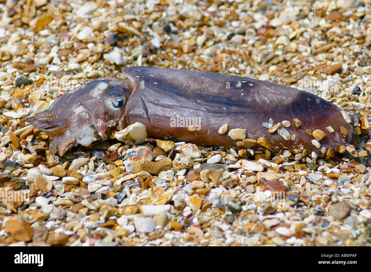 Dead cuttlefish hi-res stock photography and images - Alamy