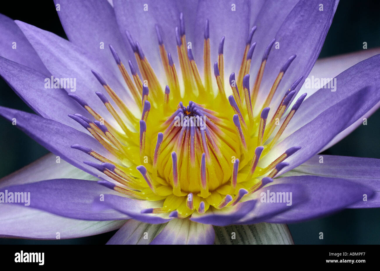 Water lily nymphaea tina hi-res stock photography and images - Alamy