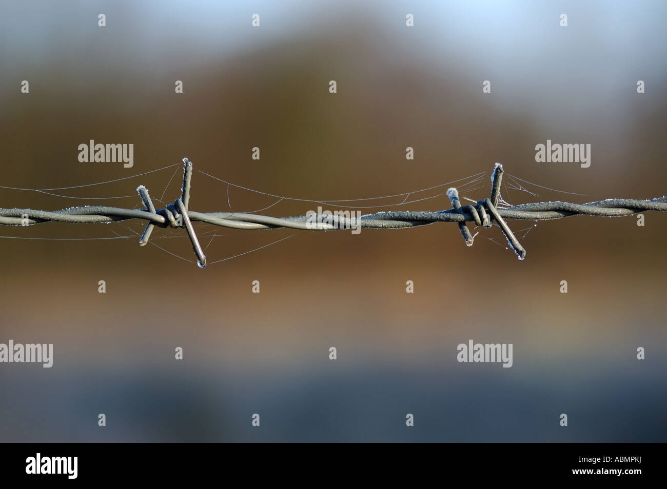 Barbed Wire Hung with Spider Web and Dew Stock Photo - Alamy