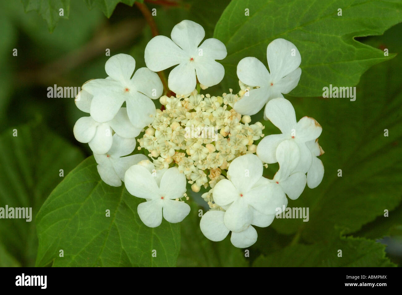 Flowers on a Wayfaring Tree in a Berkshire woodland Stock Photo - Alamy