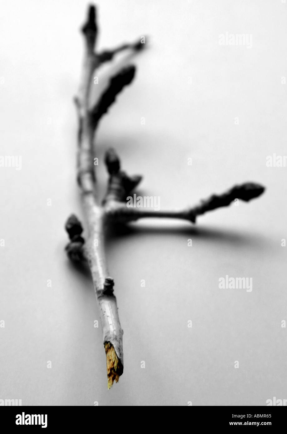 Dead twig hi-res stock photography and images - Alamy