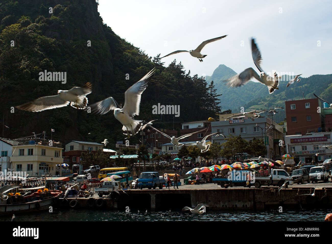 Birds of korea hi-res stock photography and images - Alamy