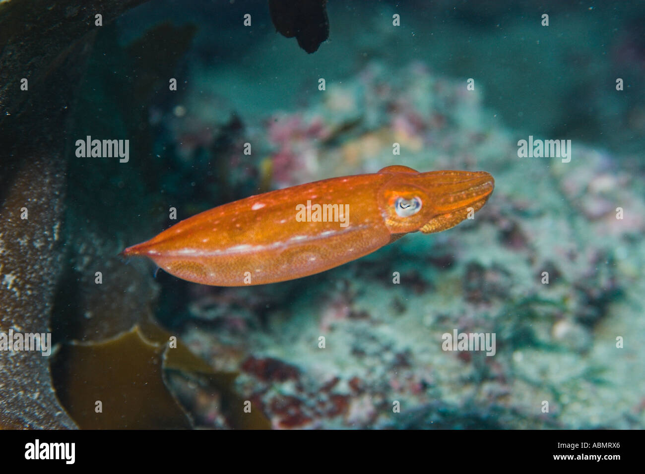 Korean Ghost High Resolution Stock Photography and Images - Alamy