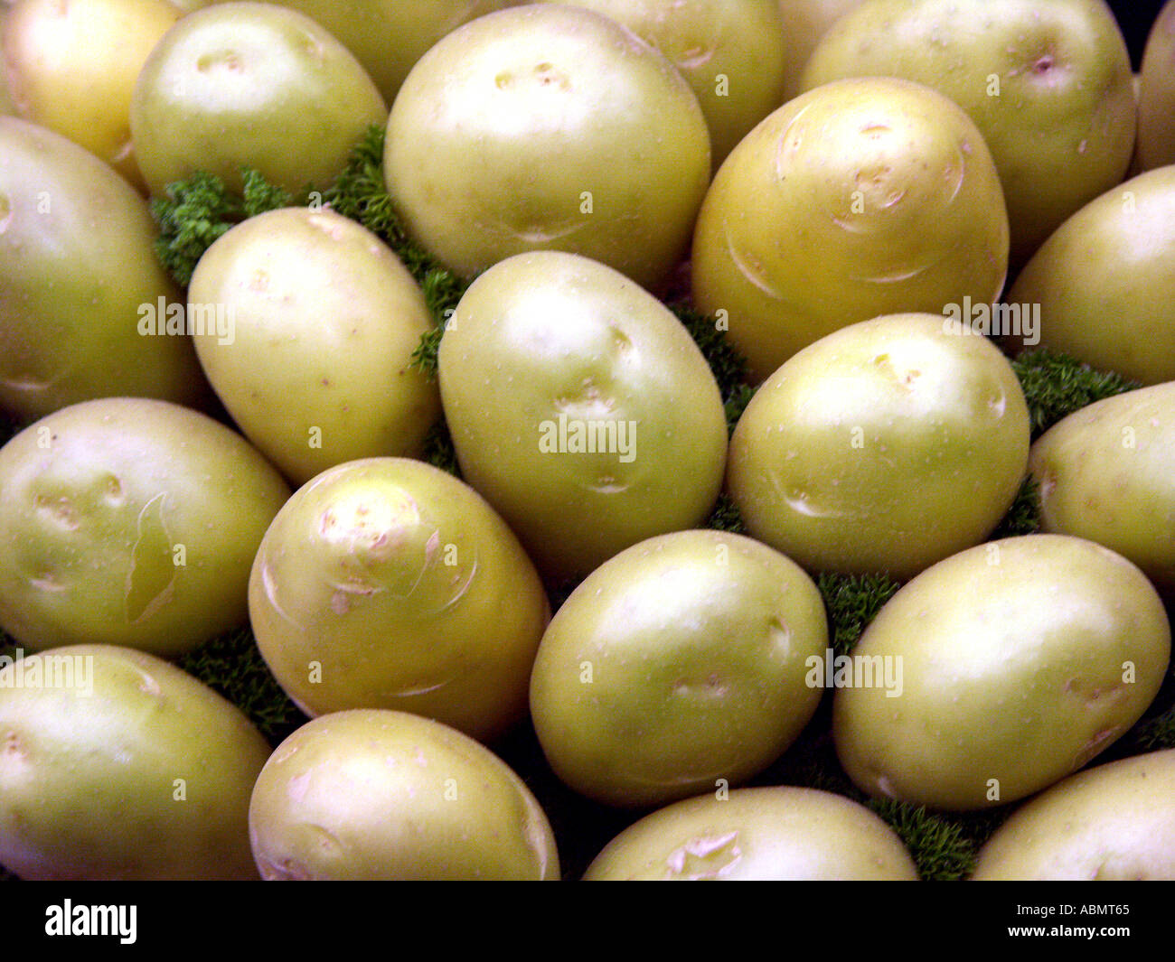 Stunning visual display of vegetables harvested for competition indoors ...