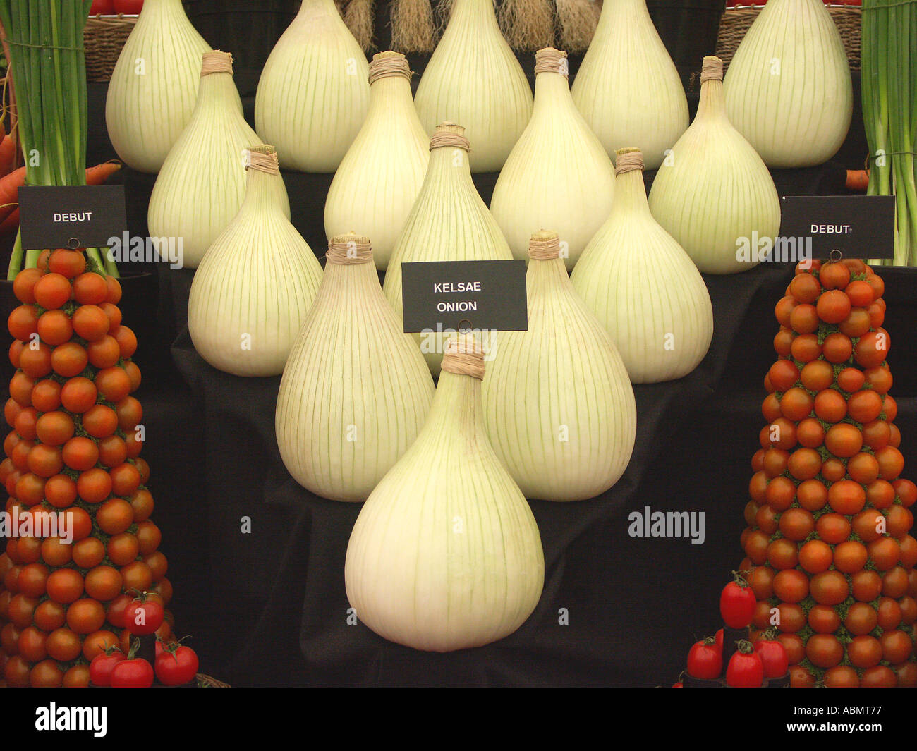 Stunning visual display of vegetables harvested for competition indoors ...