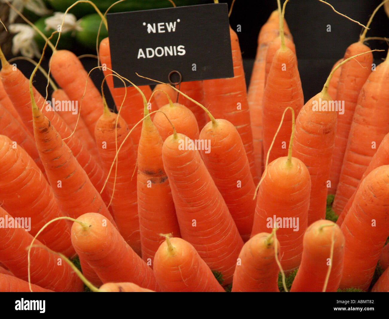 Stunning visual display of vegetables harvested for competition indoors ...