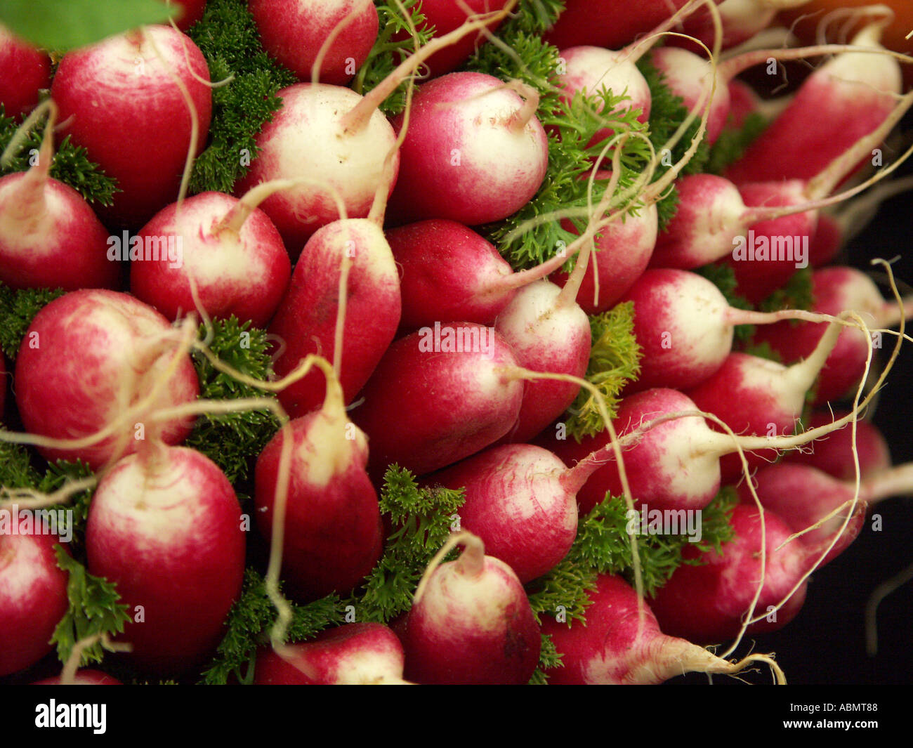 Stunning visual display of vegetables harvested for competition indoors ...