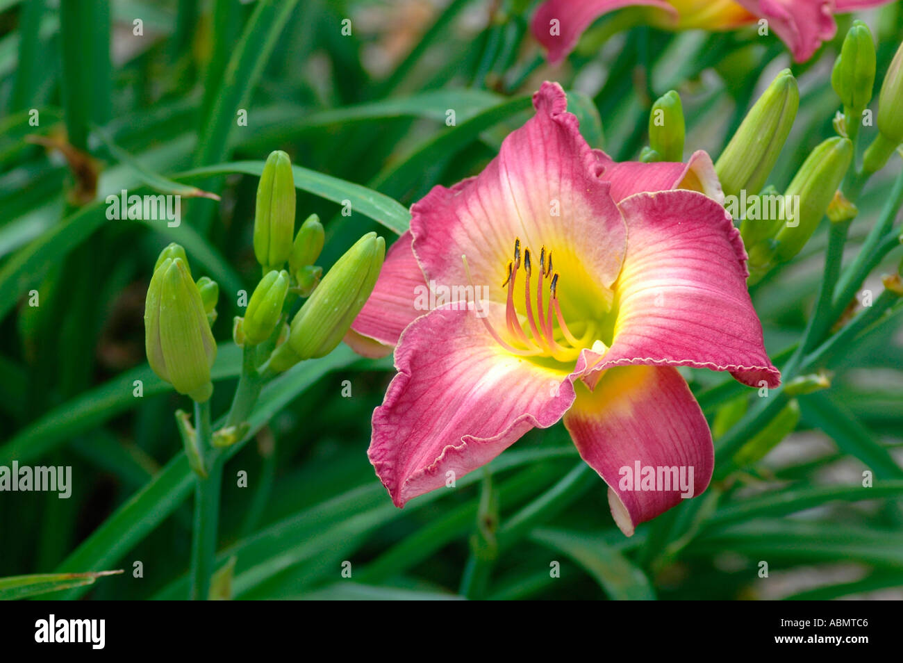 Modern daylilyies daylily, breeding for color and edging and shape for ...