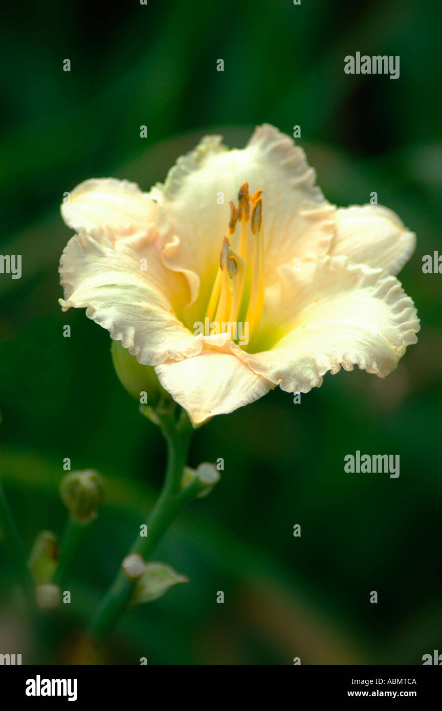 Modern daylilyies daylily, breeding for color and edging and shape for ...