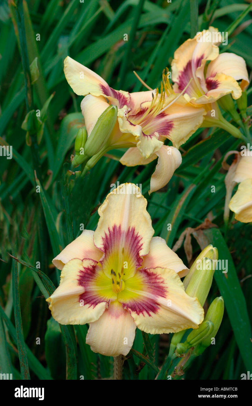 Modern daylilyies daylily, breeding for color and edging and shape for ...