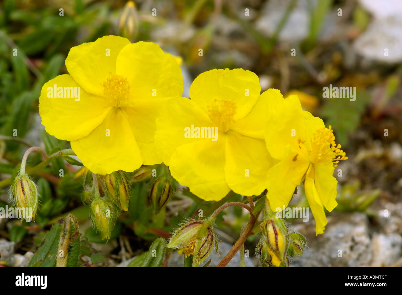 Common Rock rose Helianthemum nummularium Stock Photo - Alamy