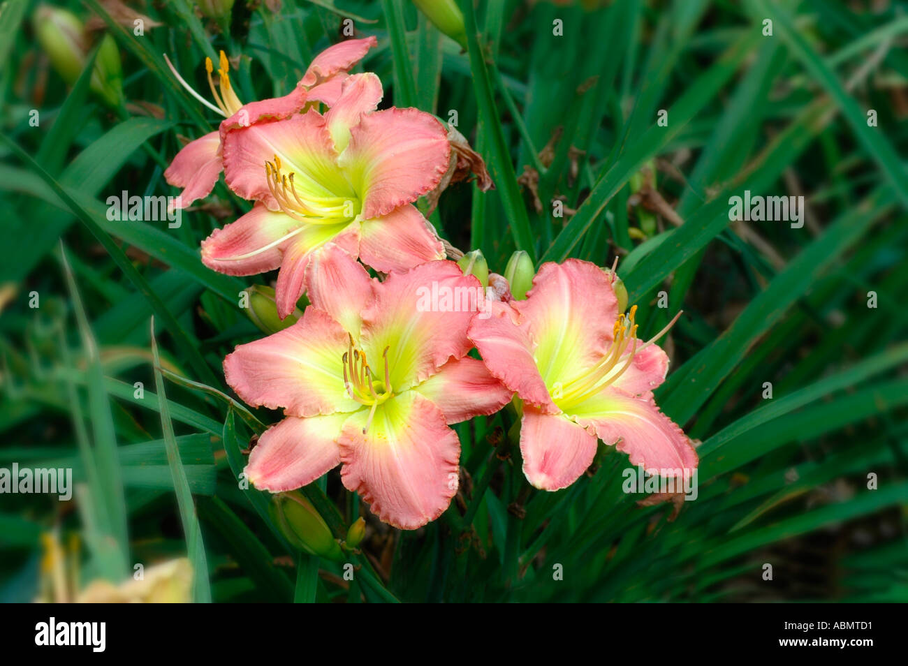 Modern daylilyies daylily, breeding for color and edging and shape for ...