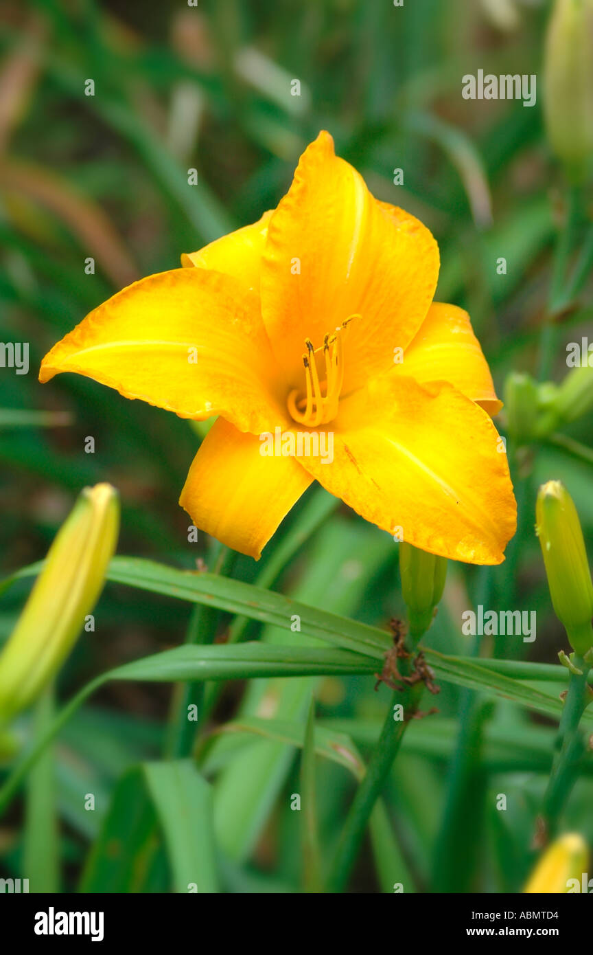 Modern daylilyies daylily, breeding for color and edging and shape for ...