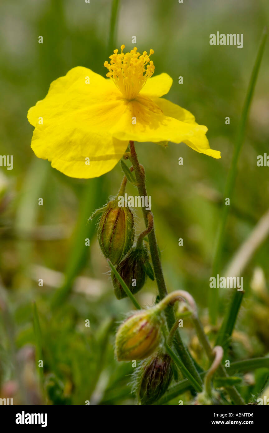 Common Rock rose Helianthemum nummularium Stock Photo - Alamy