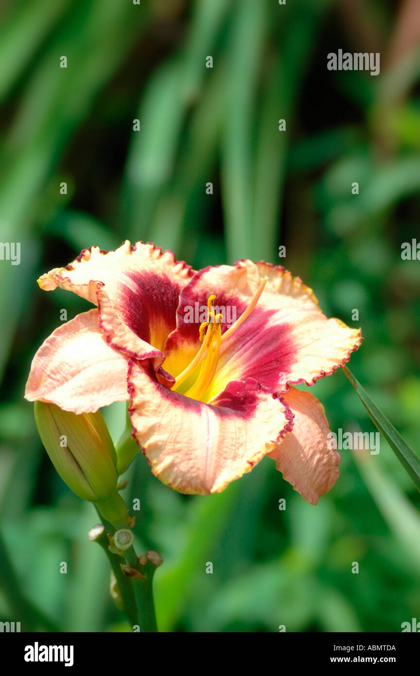 Modern daylilyies daylily, breeding for color and edging and shape for ...