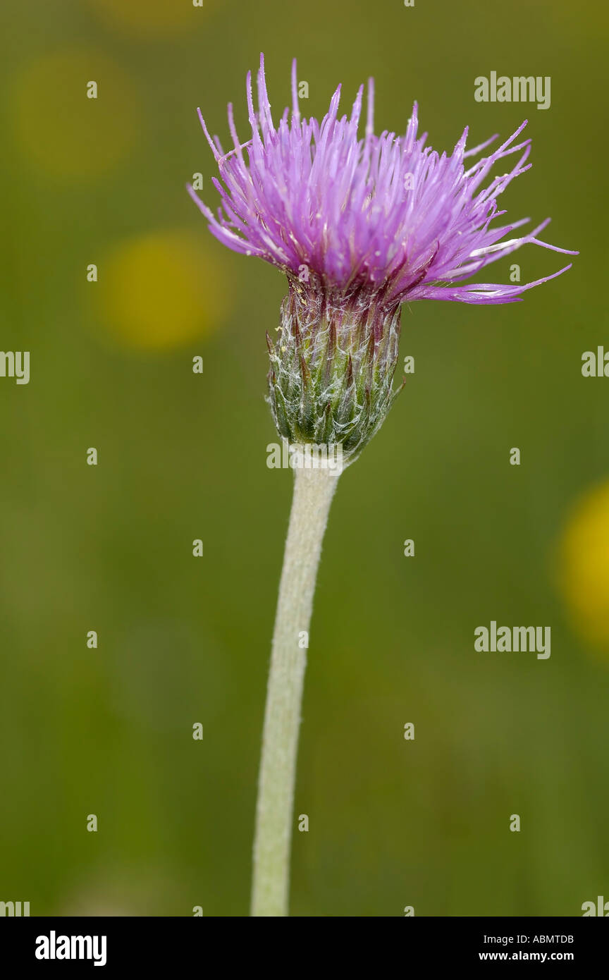 Cirsium dissectum hi-res stock photography and images - Alamy