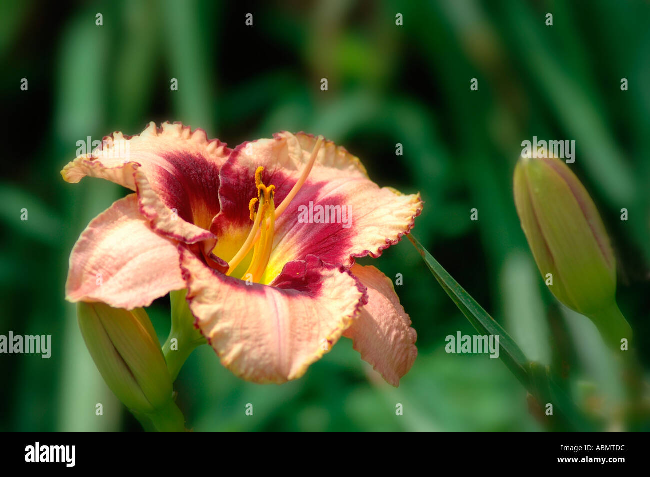 Modern daylilyies daylily, breeding for color and edging and shape for ...
