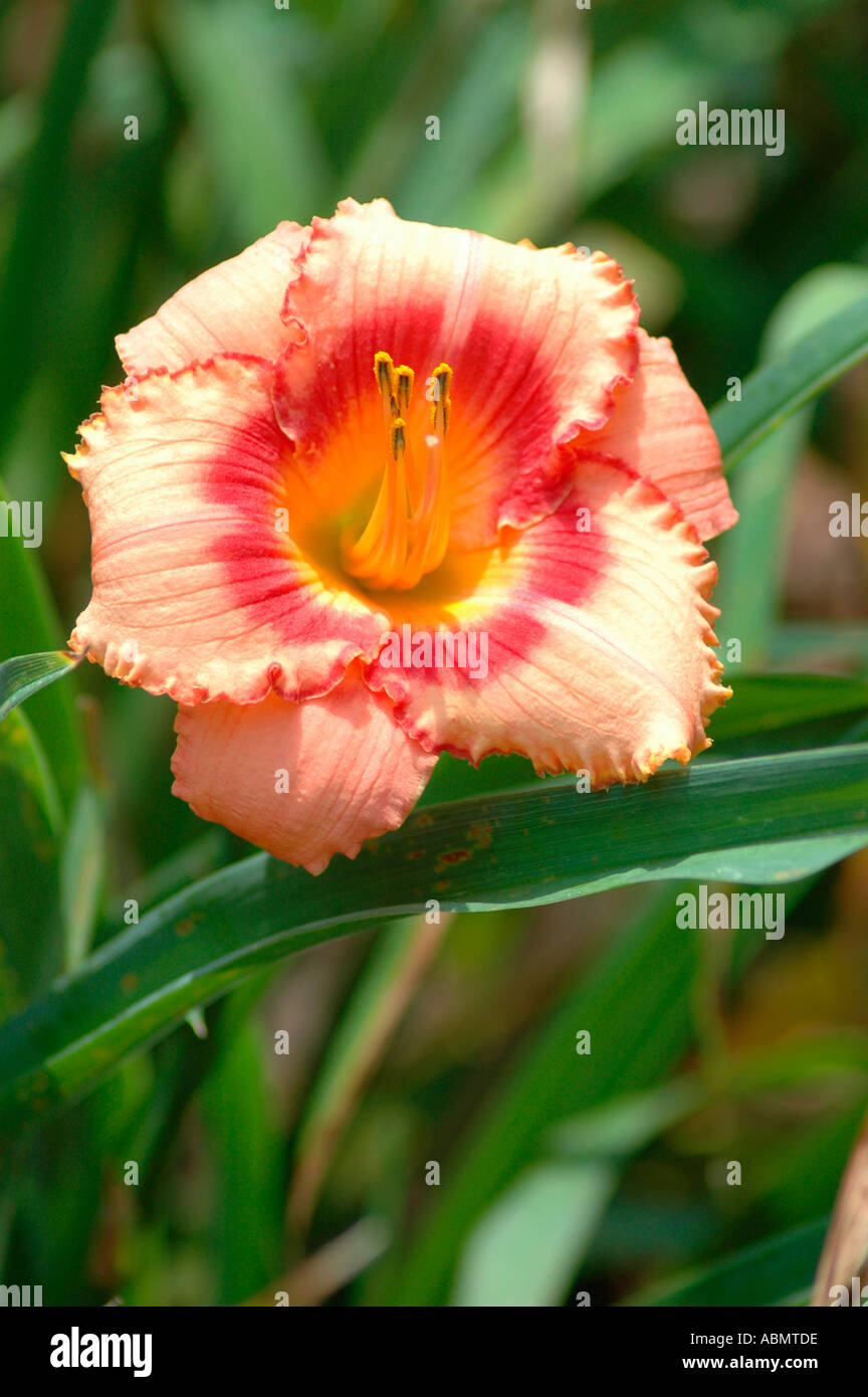 Modern daylilyies daylily, breeding for color and edging and shape for ...