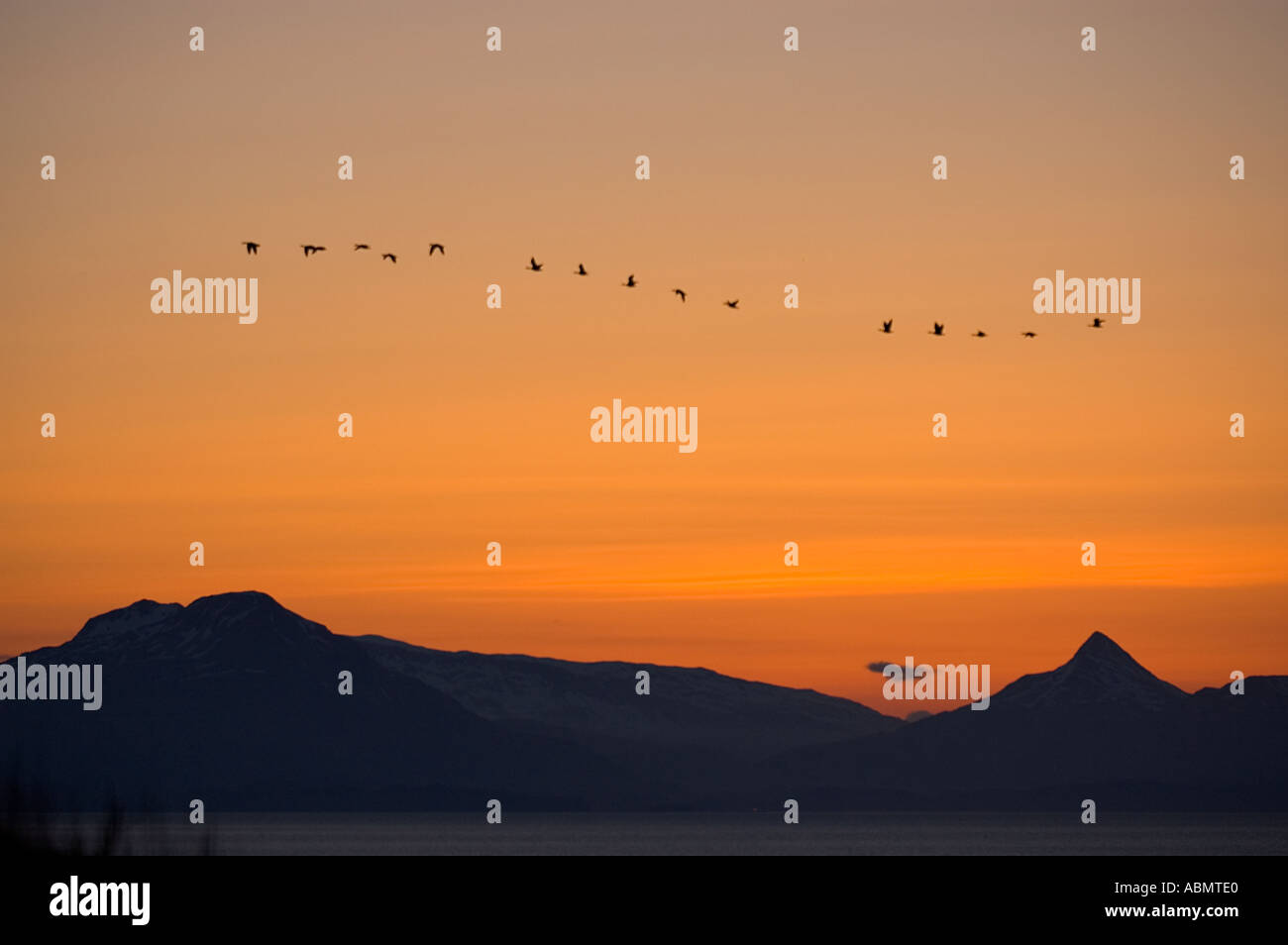 Alaska, Kodiak, Birds in formation over Chiniak Bay Stock Photo - Alamy
