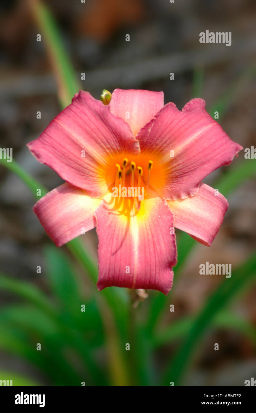 Modern daylilyies daylily, breeding for color and edging and shape for ...