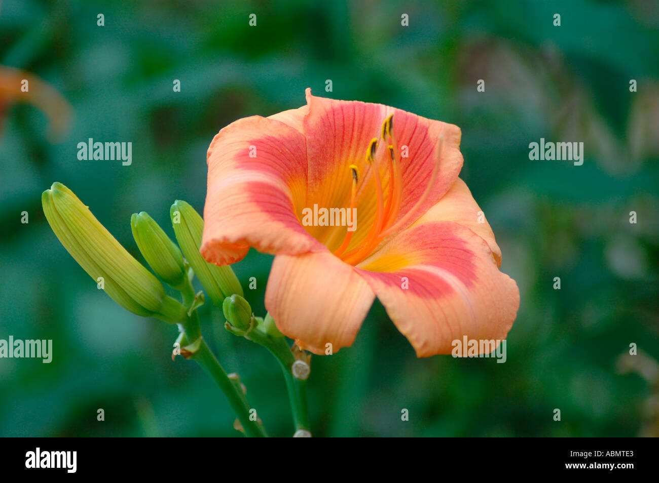 Modern daylilyies daylily, breeding for color and edging and shape for ...