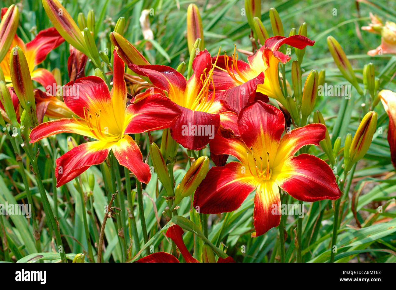 Modern daylilyies daylily, breeding for color and edging and shape for ...