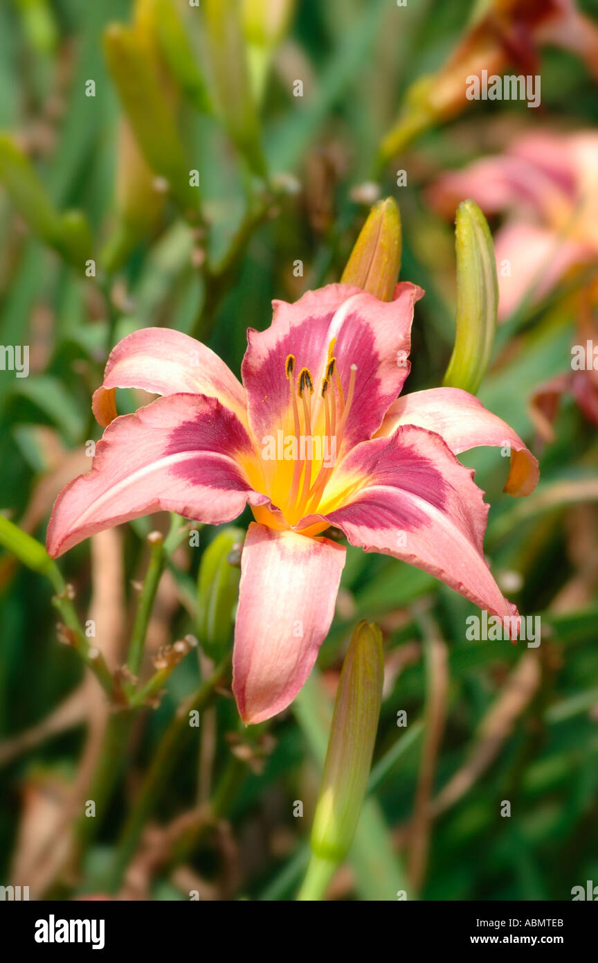 Modern daylilyies daylily, breeding for color and edging and shape for ...