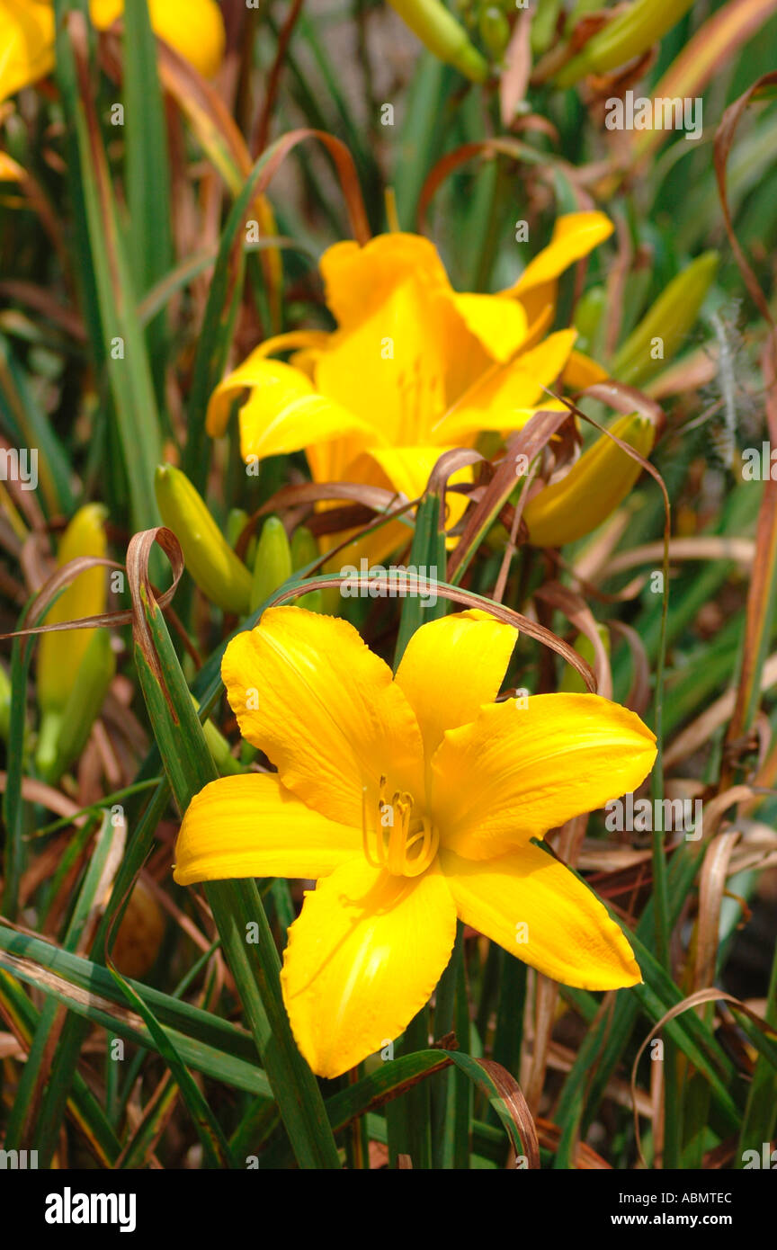 Modern daylilyies daylily, breeding for color and edging and shape for ...
