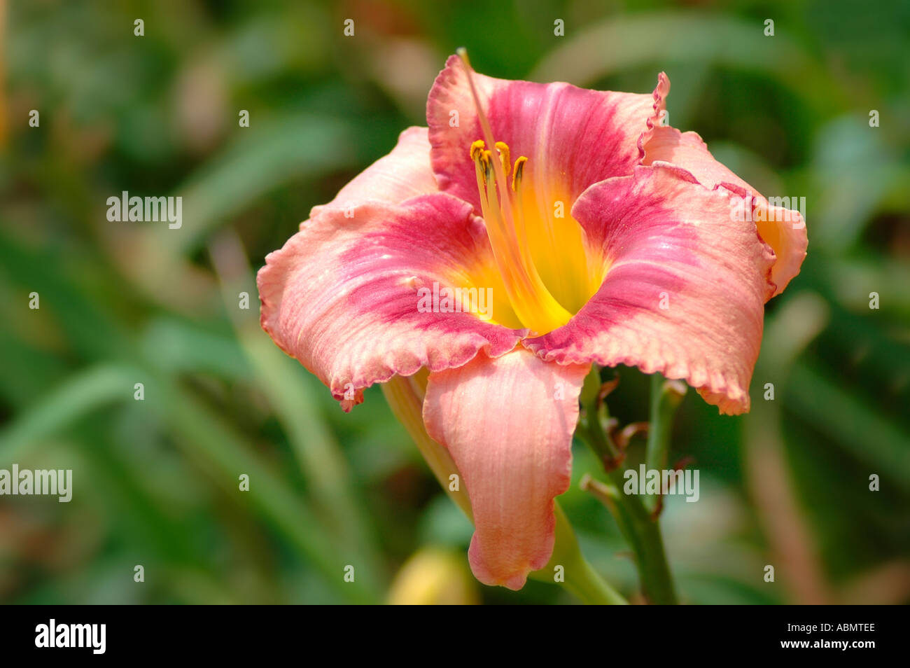 Modern daylilyies daylily, breeding for color and edging and shape for ...