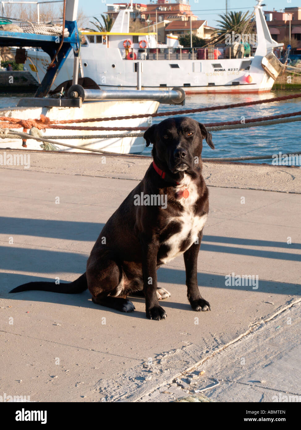 dog on dockside Stock Photo - Alamy