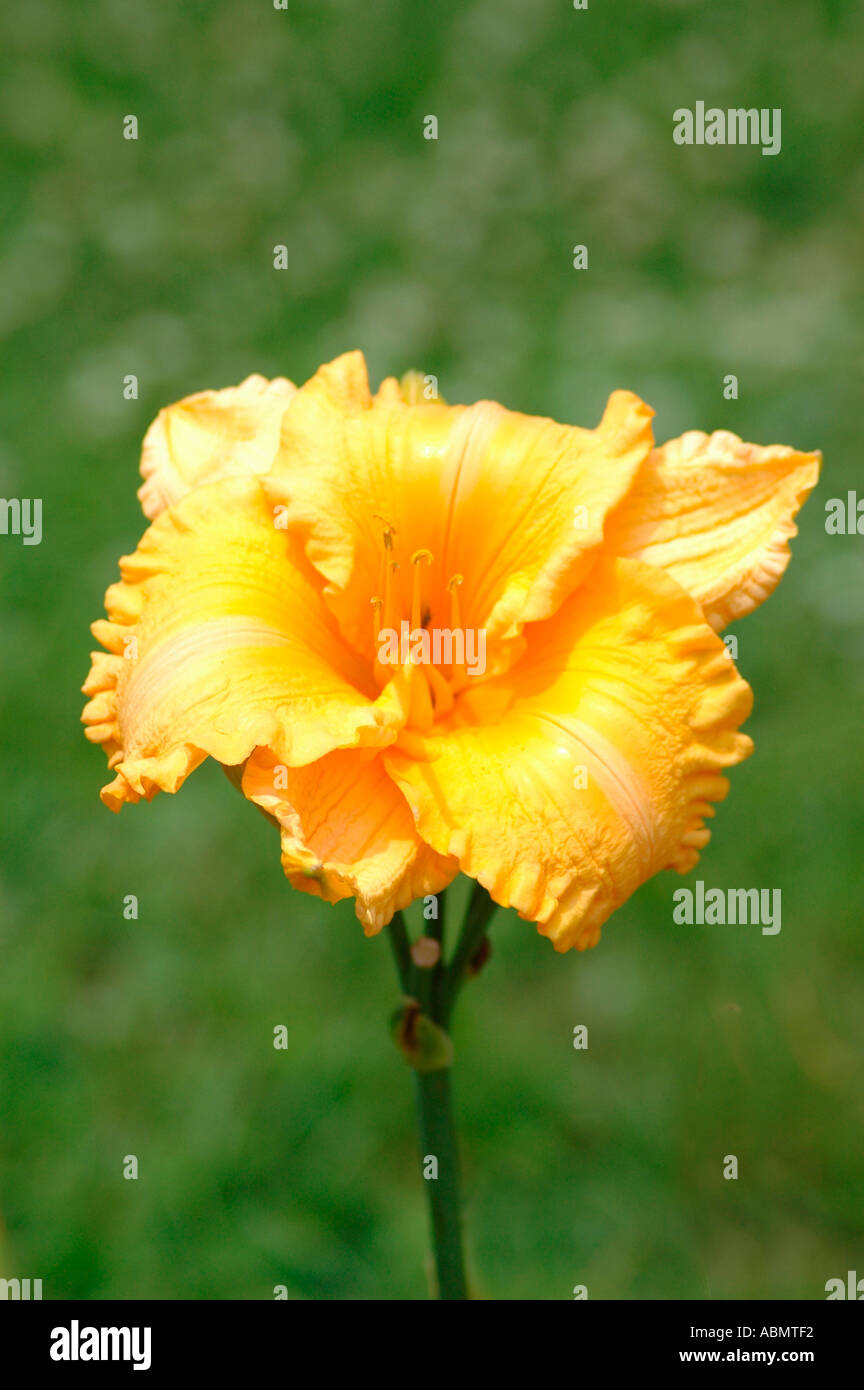 Modern daylilyies daylily, breeding for color and edging and shape for ...