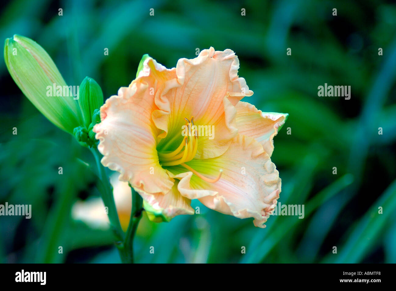 Modern daylilyies daylily, breeding for color and edging and shape for ...