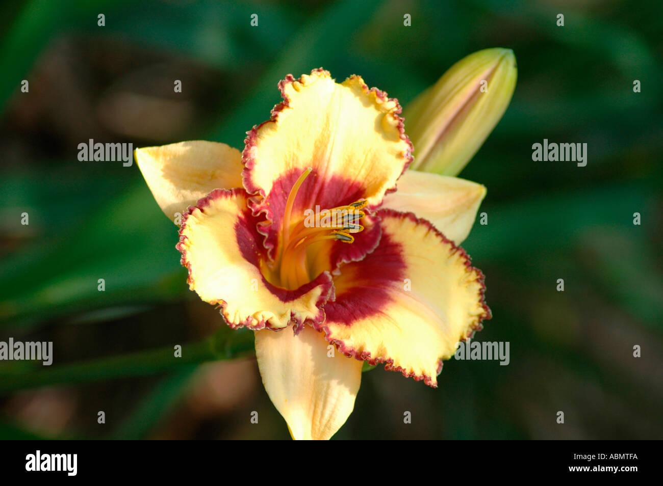 Modern daylilyies daylily, breeding for color and edging and shape for ...