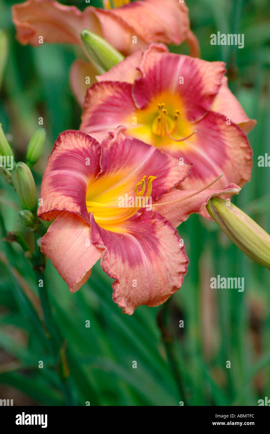 Modern daylilyies daylily, breeding for color and edging and shape for ...