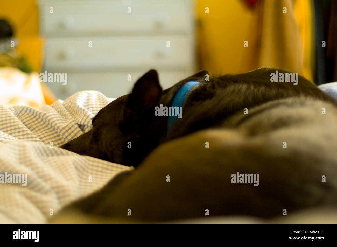 Dog sleeping on bed Stock Photo - Alamy