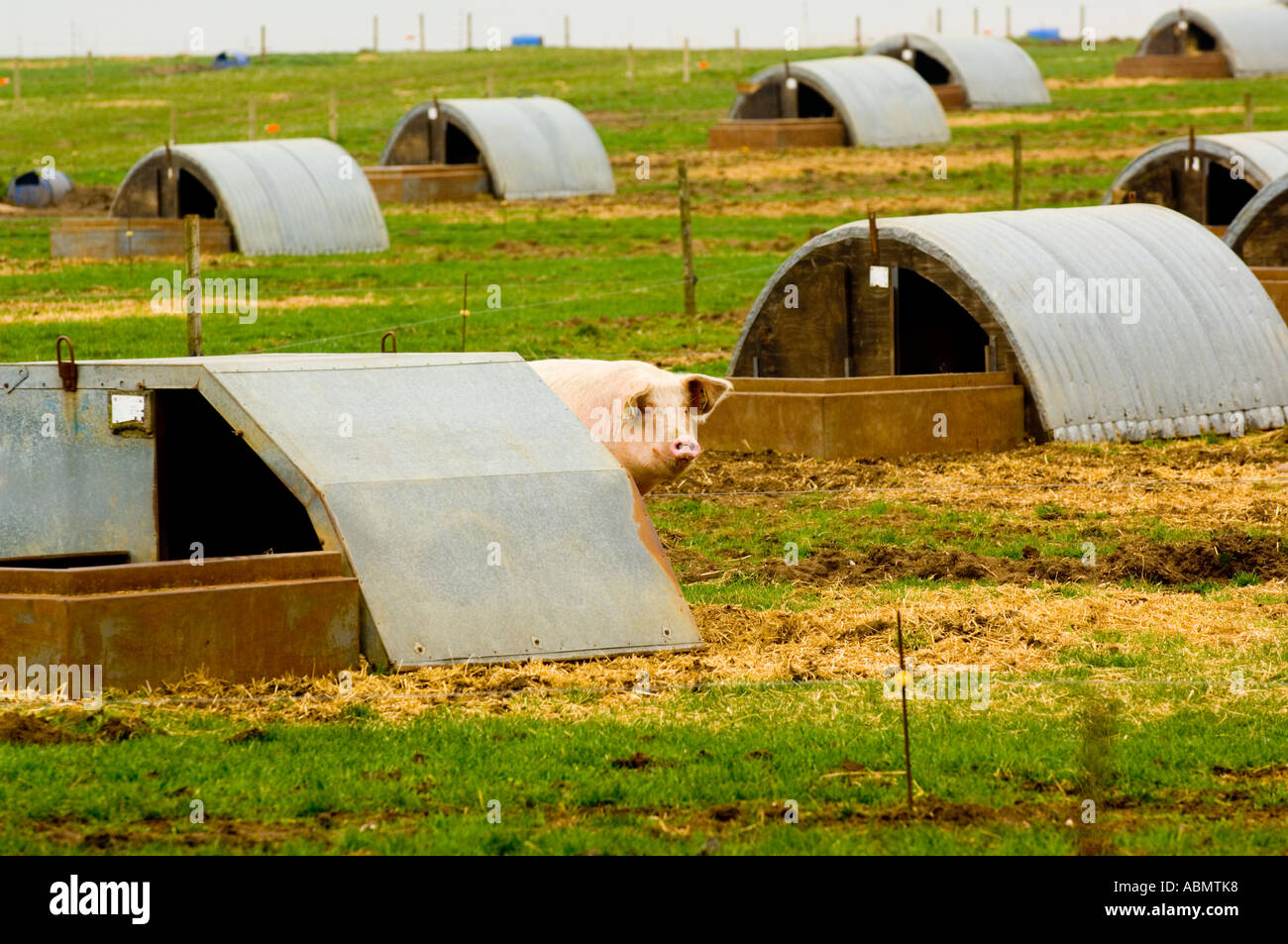 Pig stys hi-res stock photography and images - Alamy