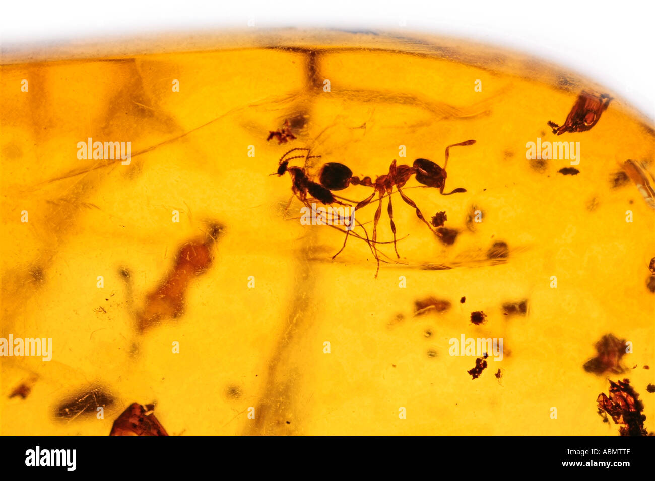Dominican fossilised amber with ants trapped Stock Photo - Alamy