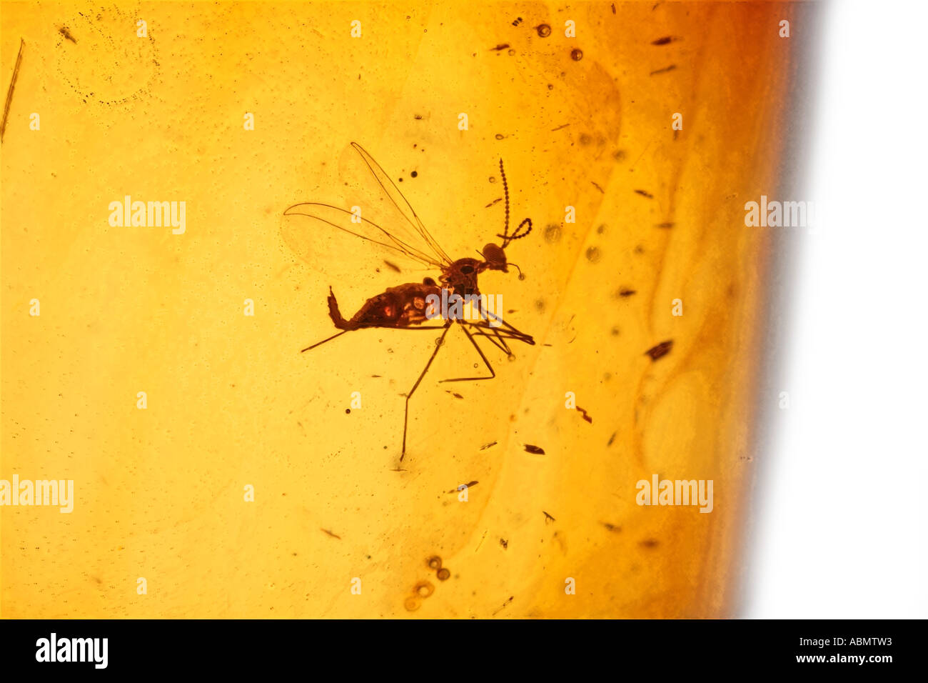 Dominican fossilised amber with flying ant trapped Stock Photo - Alamy