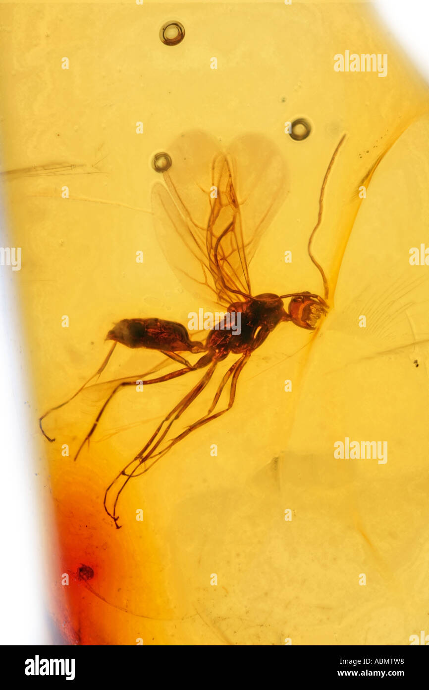 Dominican fossilised amber with flying ant trapped Stock Photo - Alamy