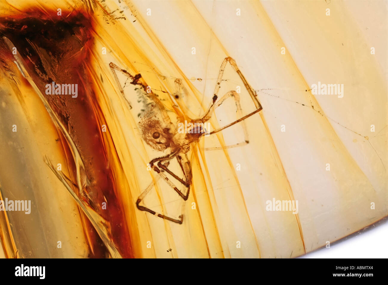 Dominican fossilised amber with spider trapped Stock Photo - Alamy