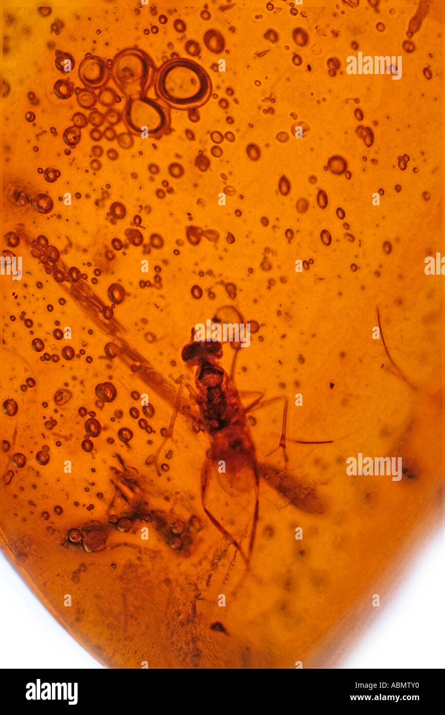 Dominican fossilised amber with insects & flies preserved Stock Photo ...