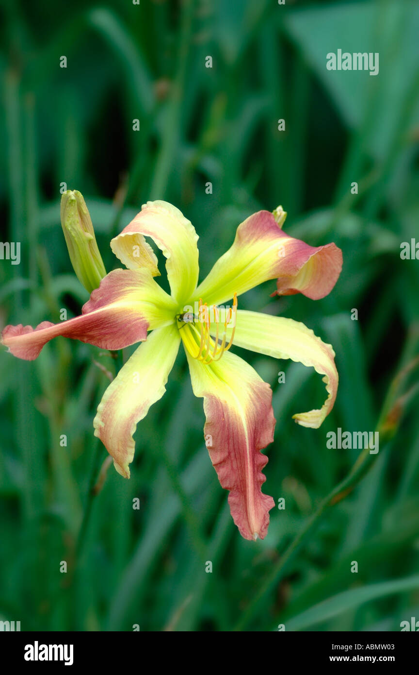 Modern daylilyies daylily, breeding for color and edging and shape for ...
